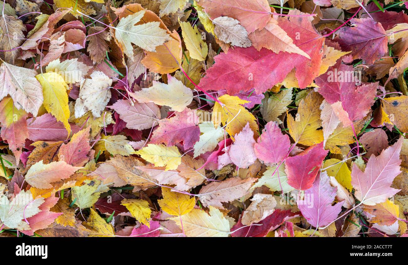 Amur maple hi-res stock photography and images - Alamy