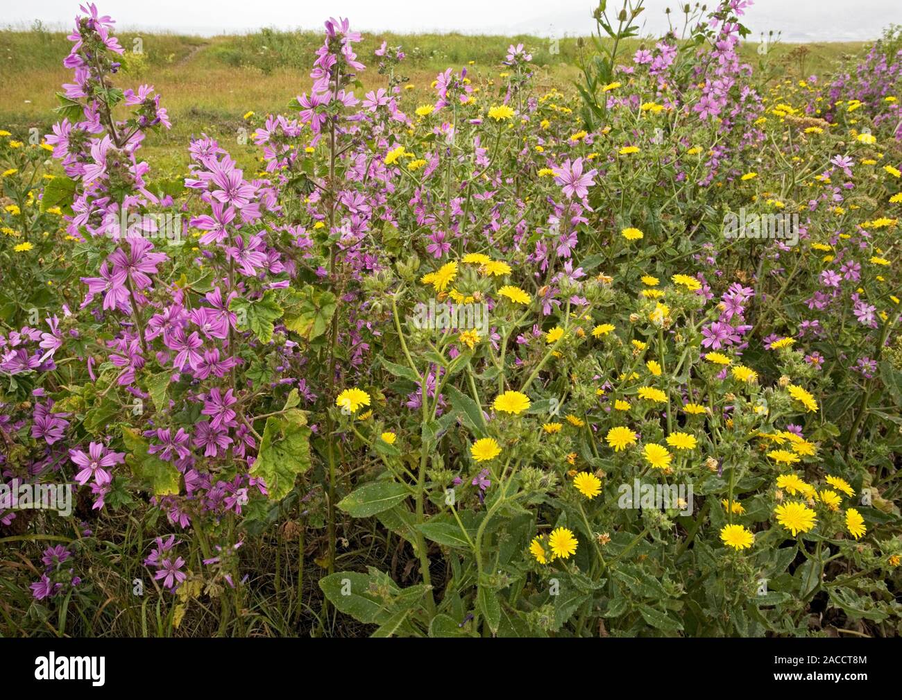 Common mallow (Malva sylvestris, pink) and bristly ox-tongue (Picris ...