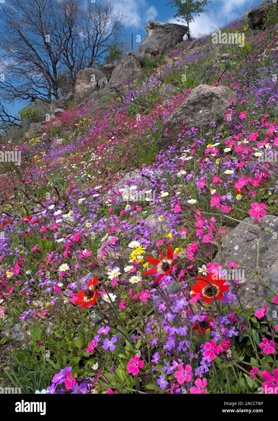 Mediterranean wildflowers on a hillside. These include: calabrian ...