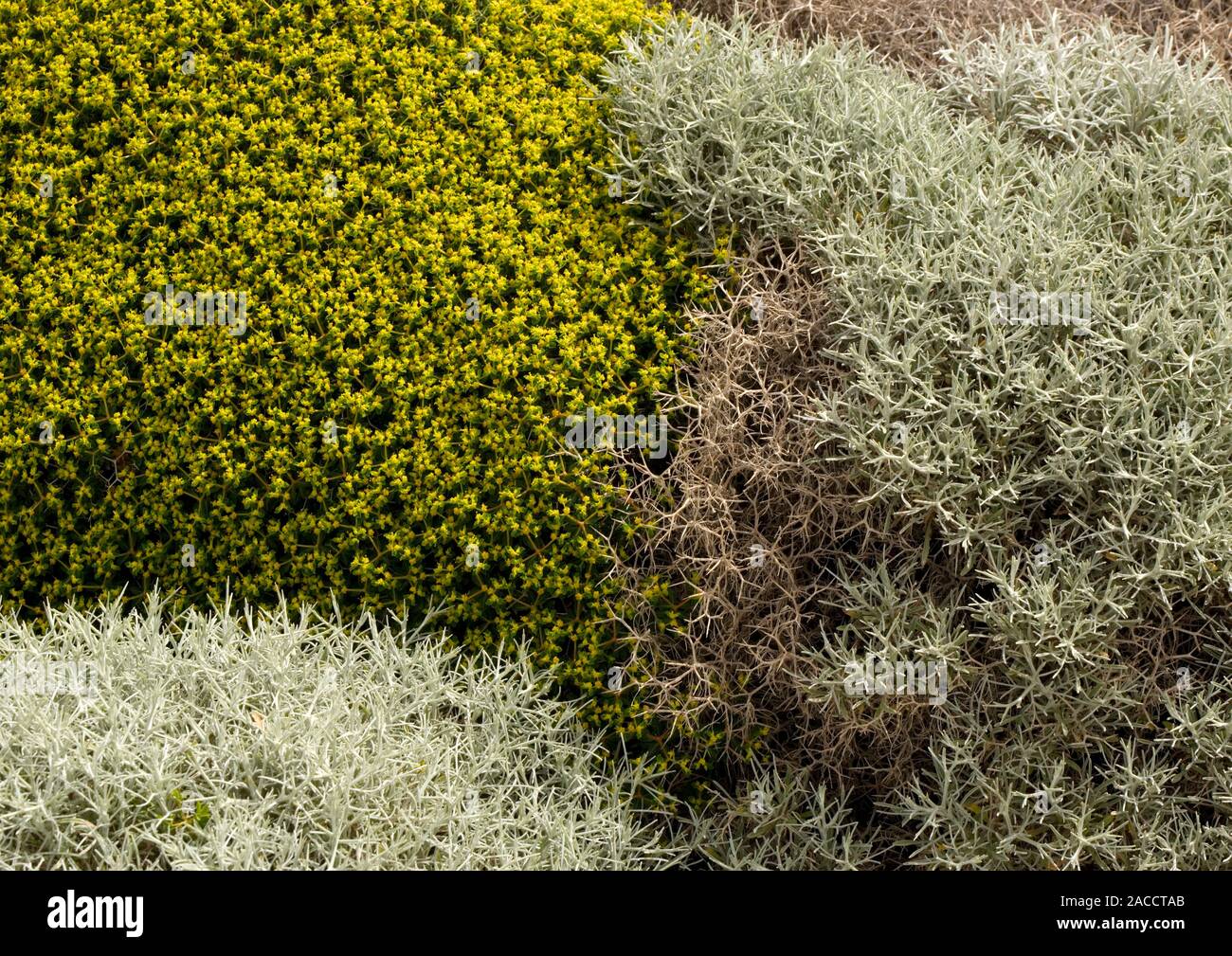 Coastal vegetation. Spiny knapweed plants (Centaurea spinosa, grey) and ...