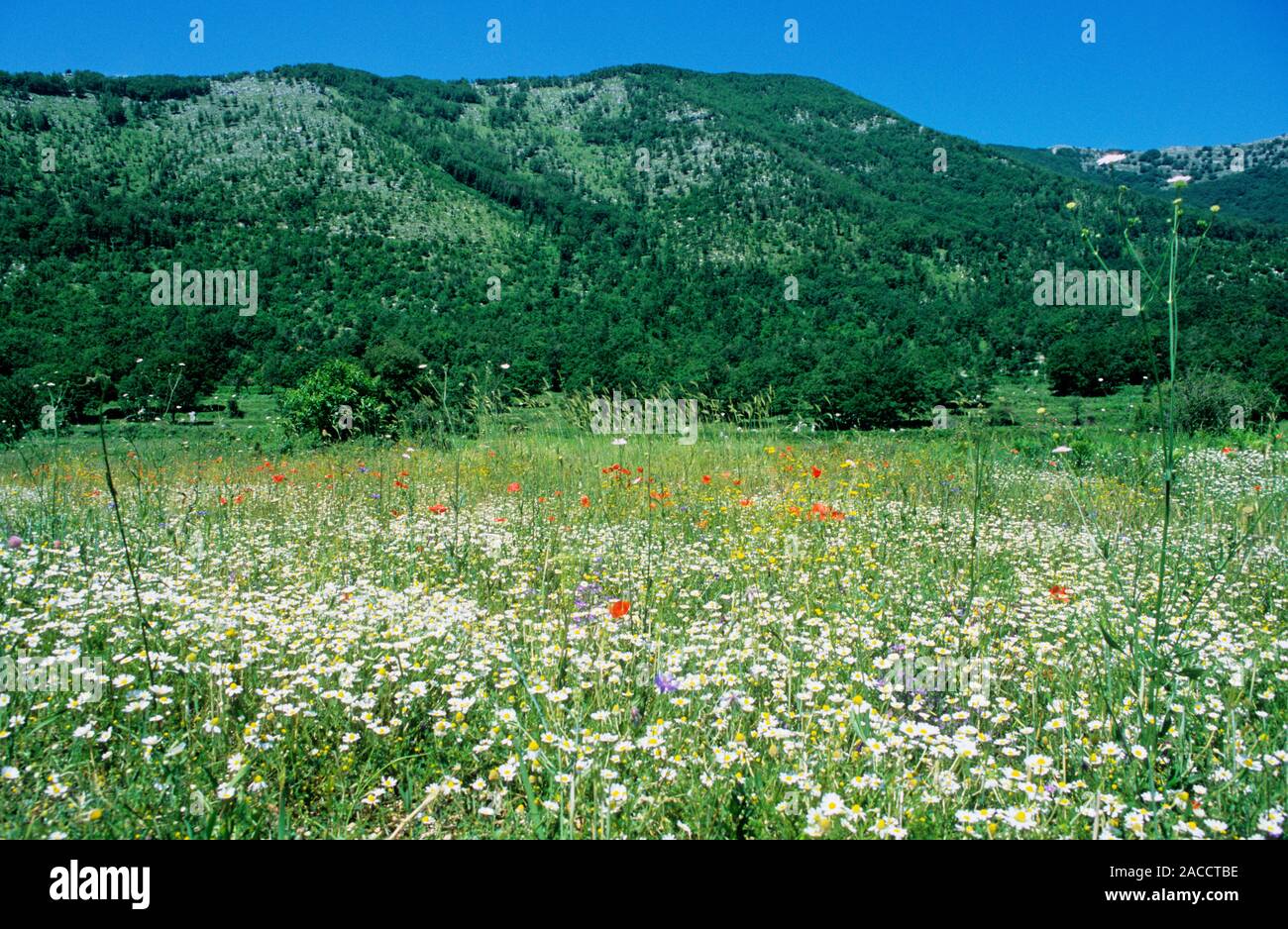 Flower meadow dominated by stinking chamomile flowers (Anthemis cotula ...