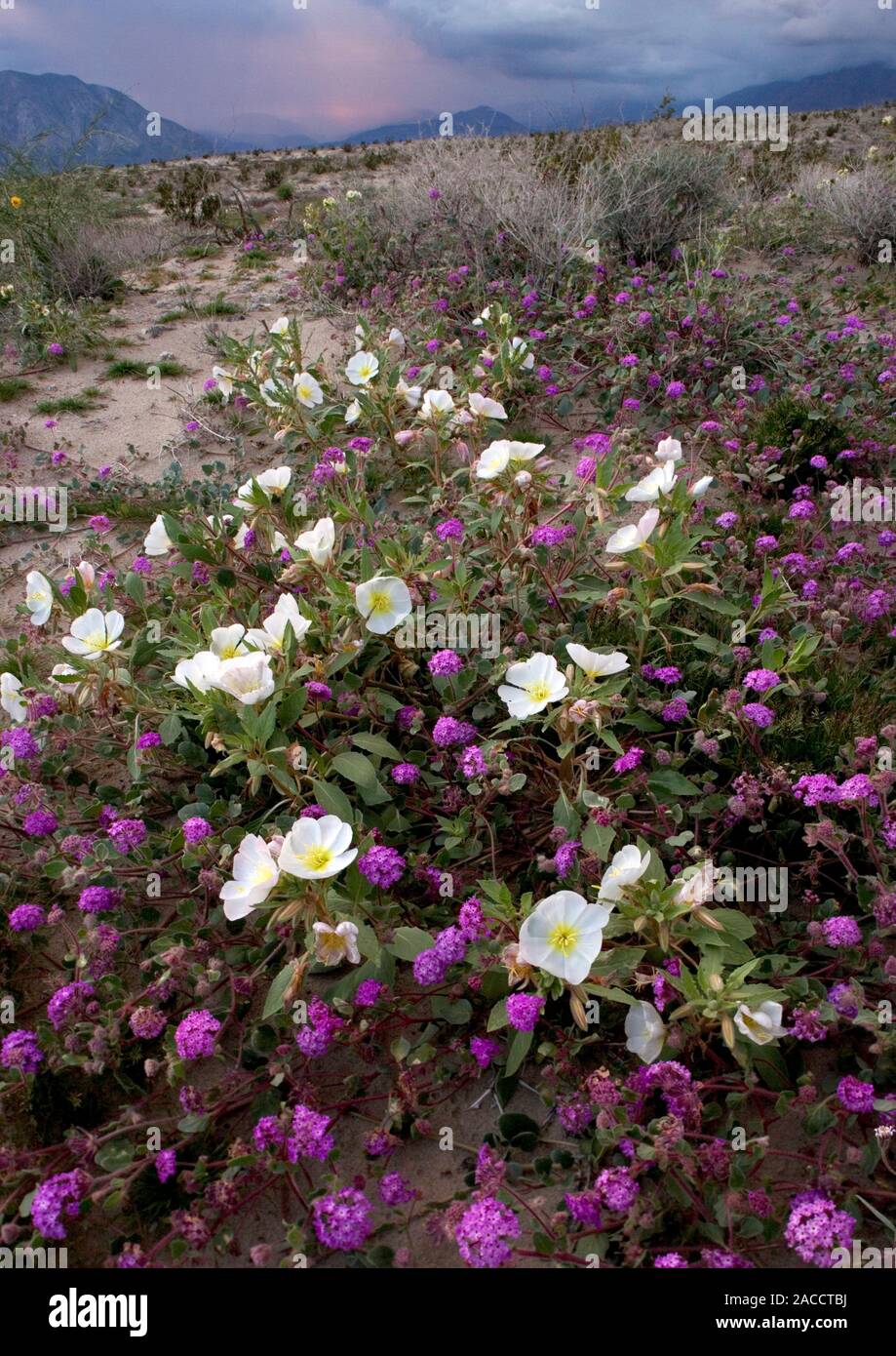 Desert flowers. Desert primrose flowers (Oenothera deltoides, white ...