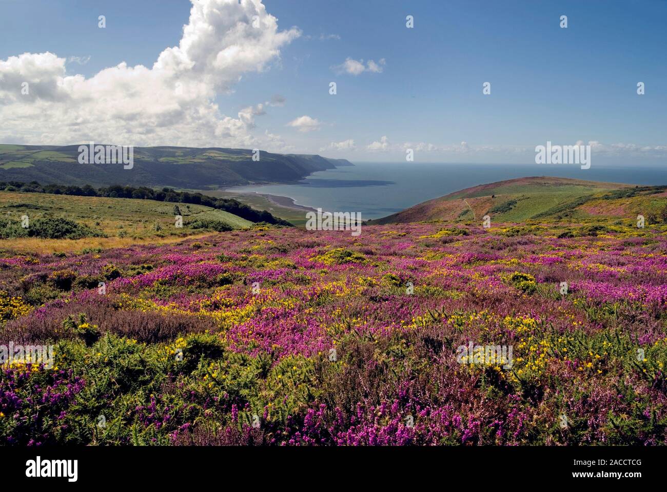 Coastal heath vegetation. Heathland plants in flower on a cliff Stock ...