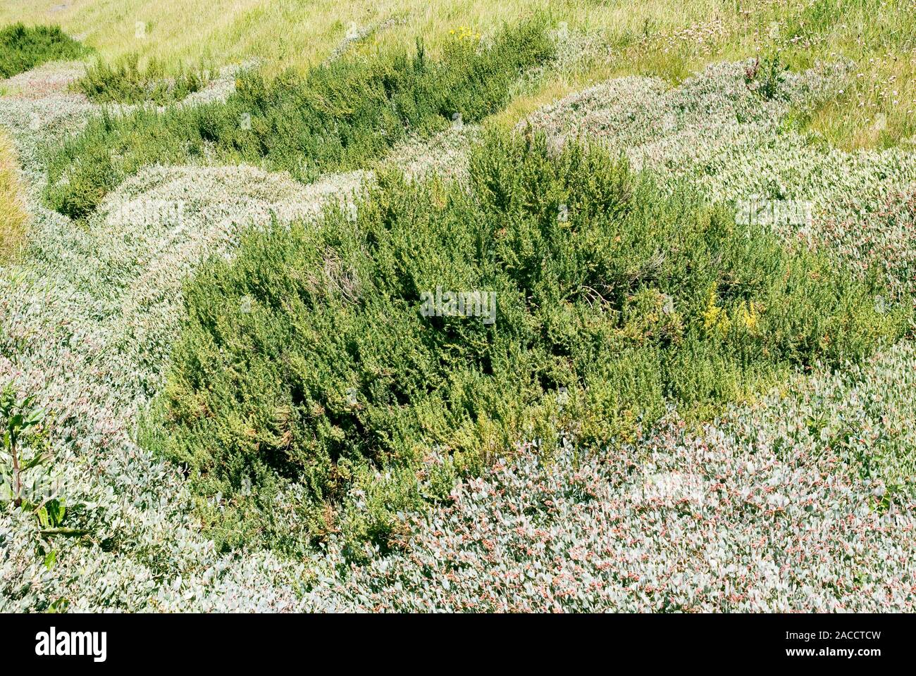 Coastal vegetation. Shrubby seabite (Suaeda vera, green) and sea ...