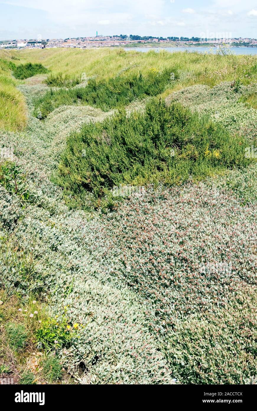 Coastal vegetation. Shrubby seabite (Suaeda vera, green) and sea ...