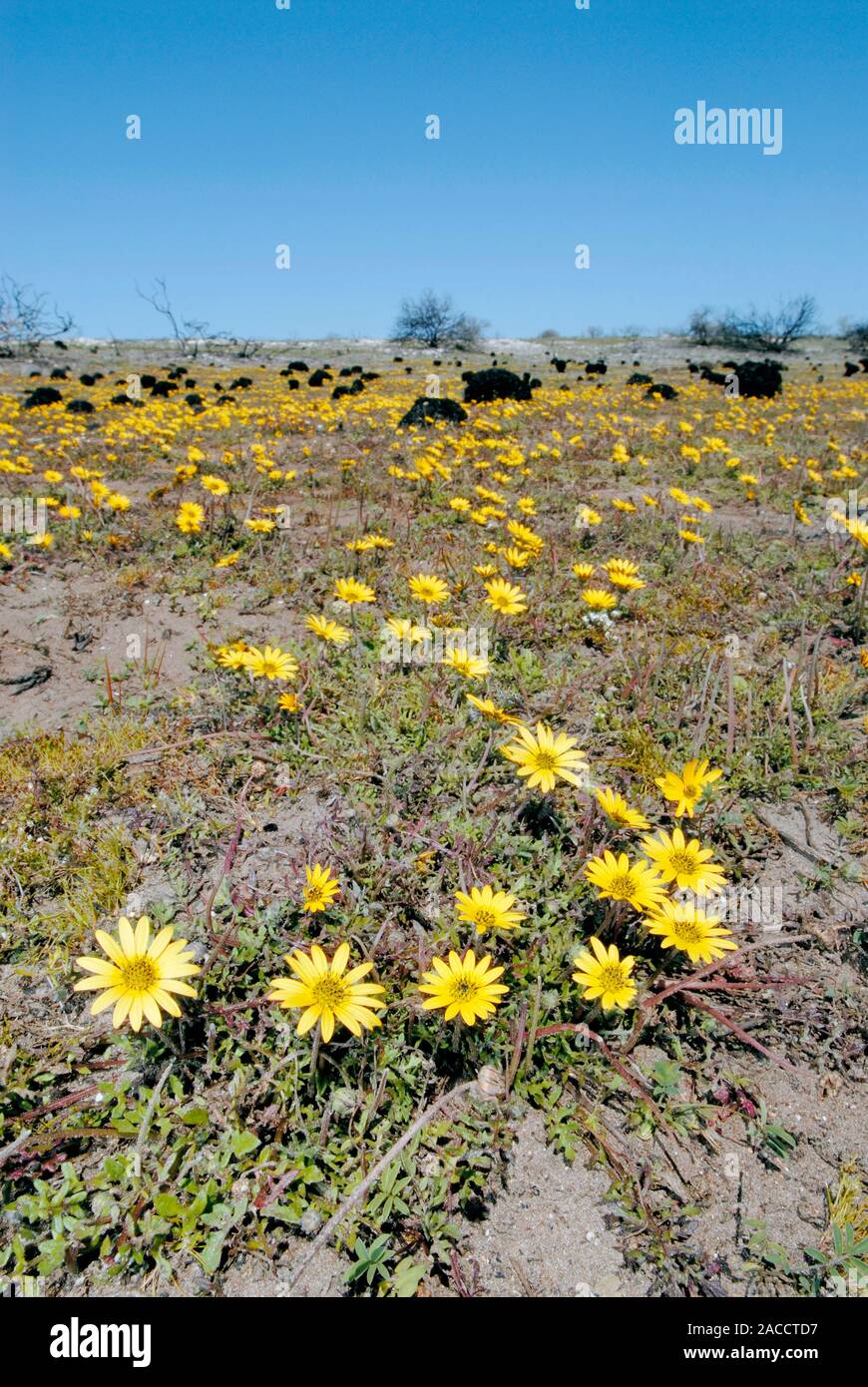 Fynbos regrowth after fire. African daisies (Arctotis acaulis) emerging ...