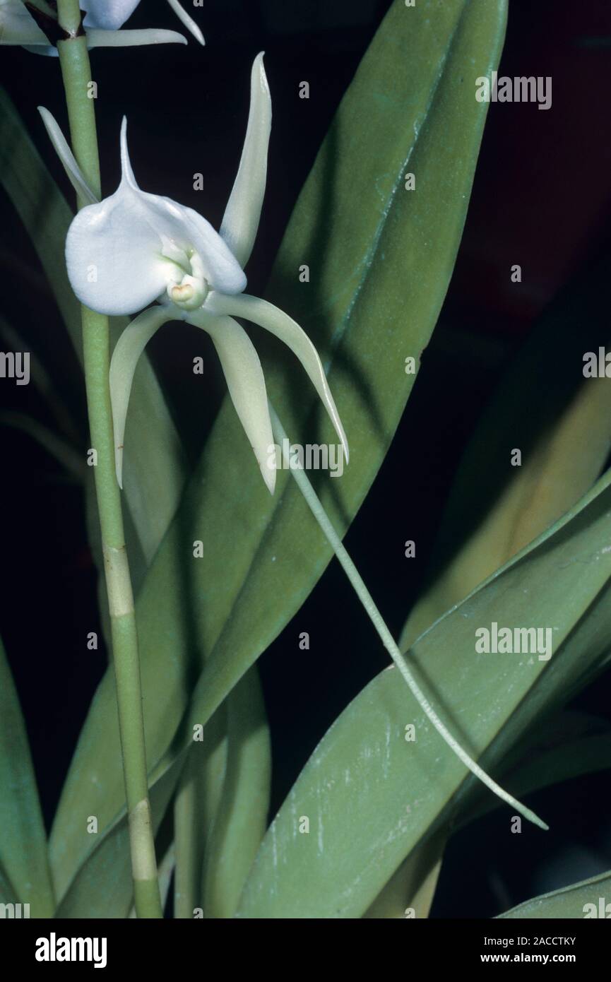 Orchid flower (Angraecum eburneum). Angraecum orchids are tropical ...