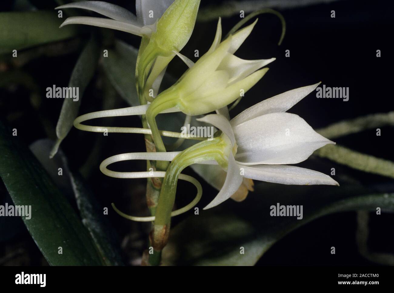 Orchid flower (Angraecum leonis). Angraecum orchids are tropical ...