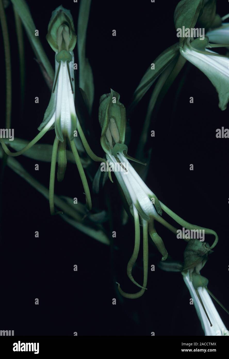 Orchid flowers (Bonatea steudneri). These green and white flowers are ...