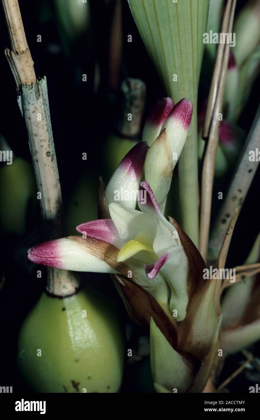 Orchid flowers (Coelia bella, also known as Bothriochilus bellus). This ...