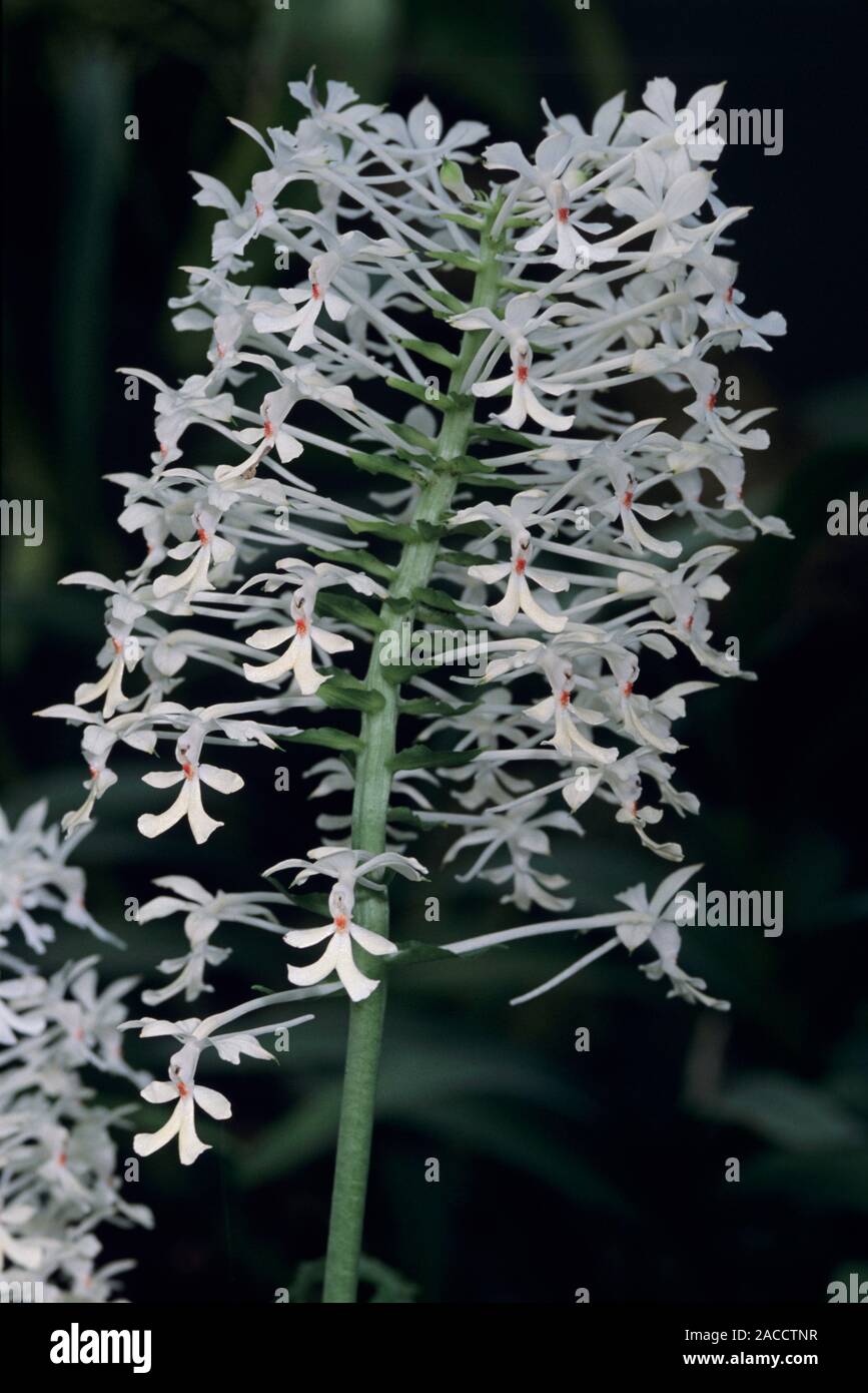 Orchid flowers (Calanthe triplicata, also known as Calanthe furcata ...
