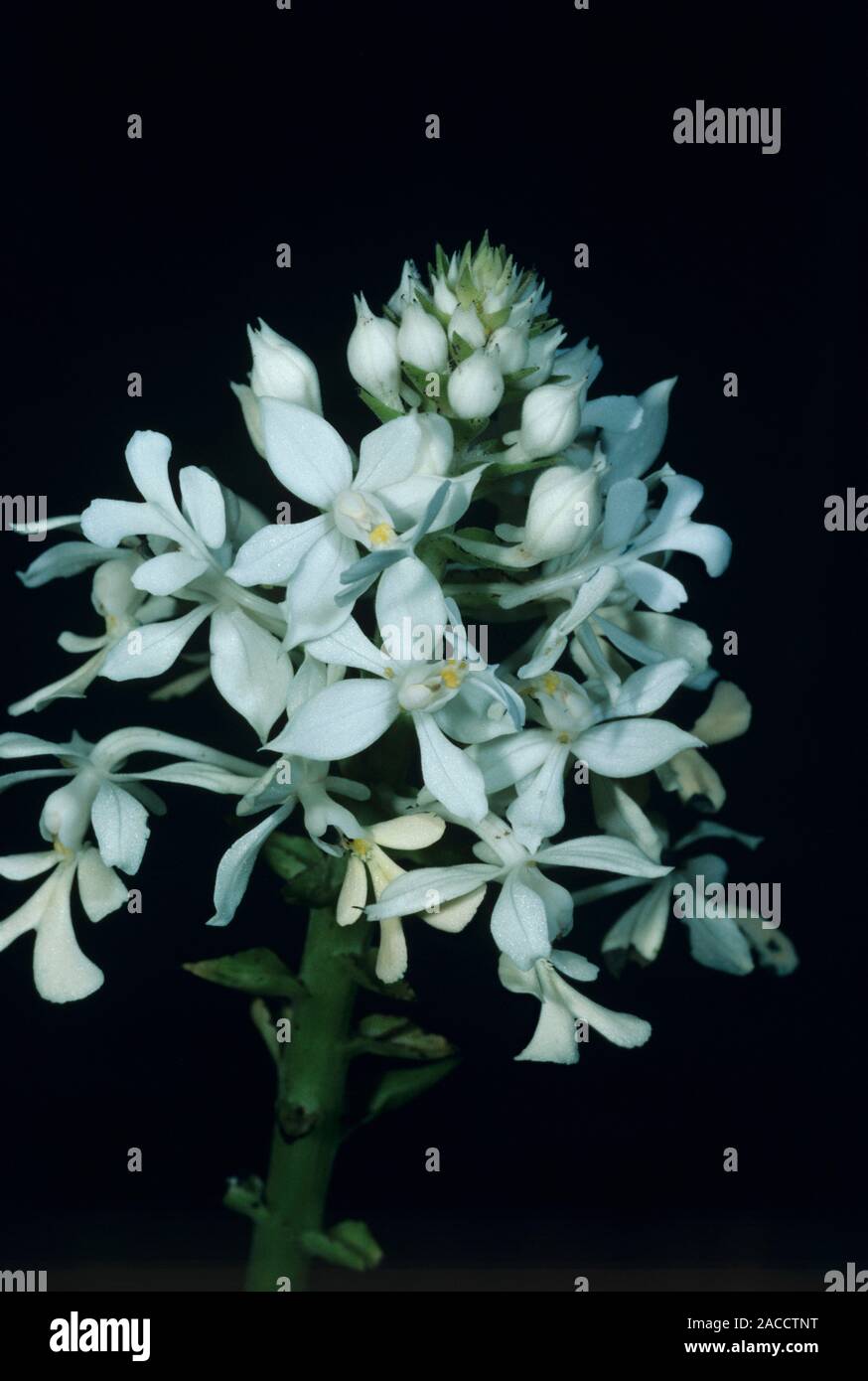 Orchid flowers (Calanthe triplicata, also known as Calanthe furcata ...