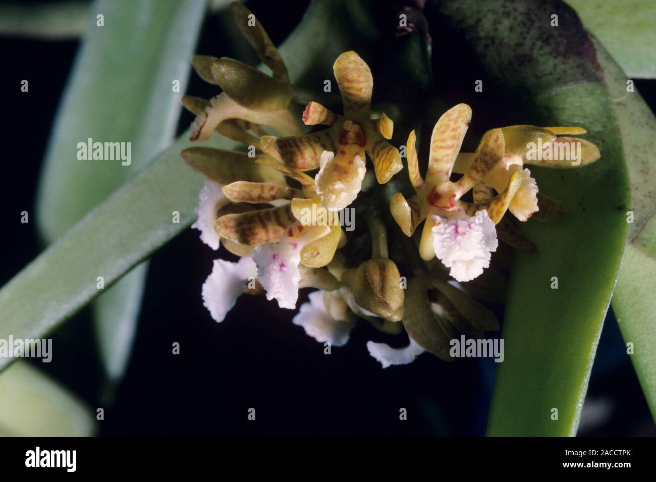 Orchid flowers (Cleisostoma racemiferum, also known as Micropera ...