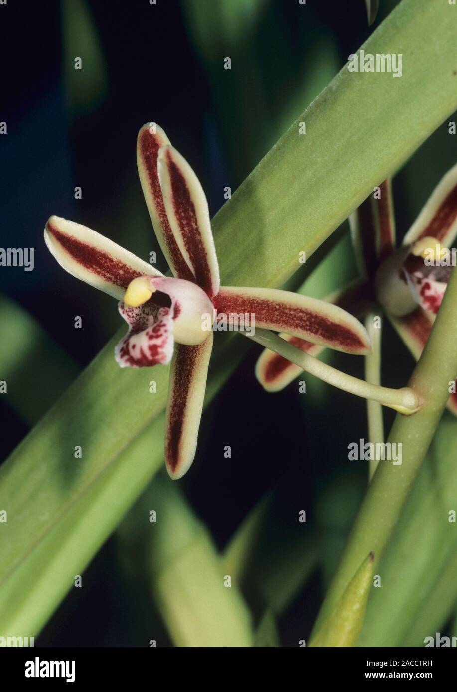 Orchid flower (Cymbidium bicolor). The tube-shaped structure (pink and ...