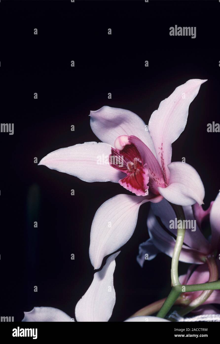 Orchid flower (Cymbidium insigne). The dark pink structure is a ...