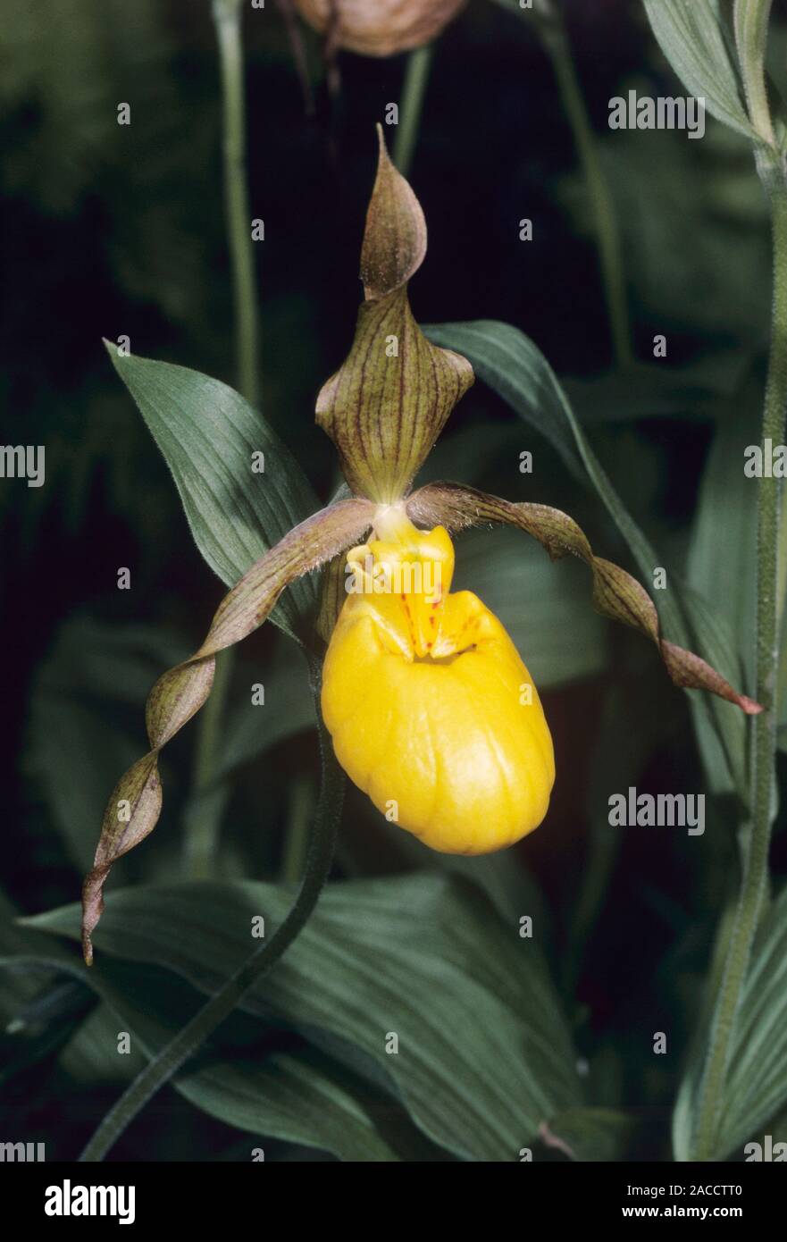 Orchid flower (Cypripedium pubescens). This is one of the slipper ...