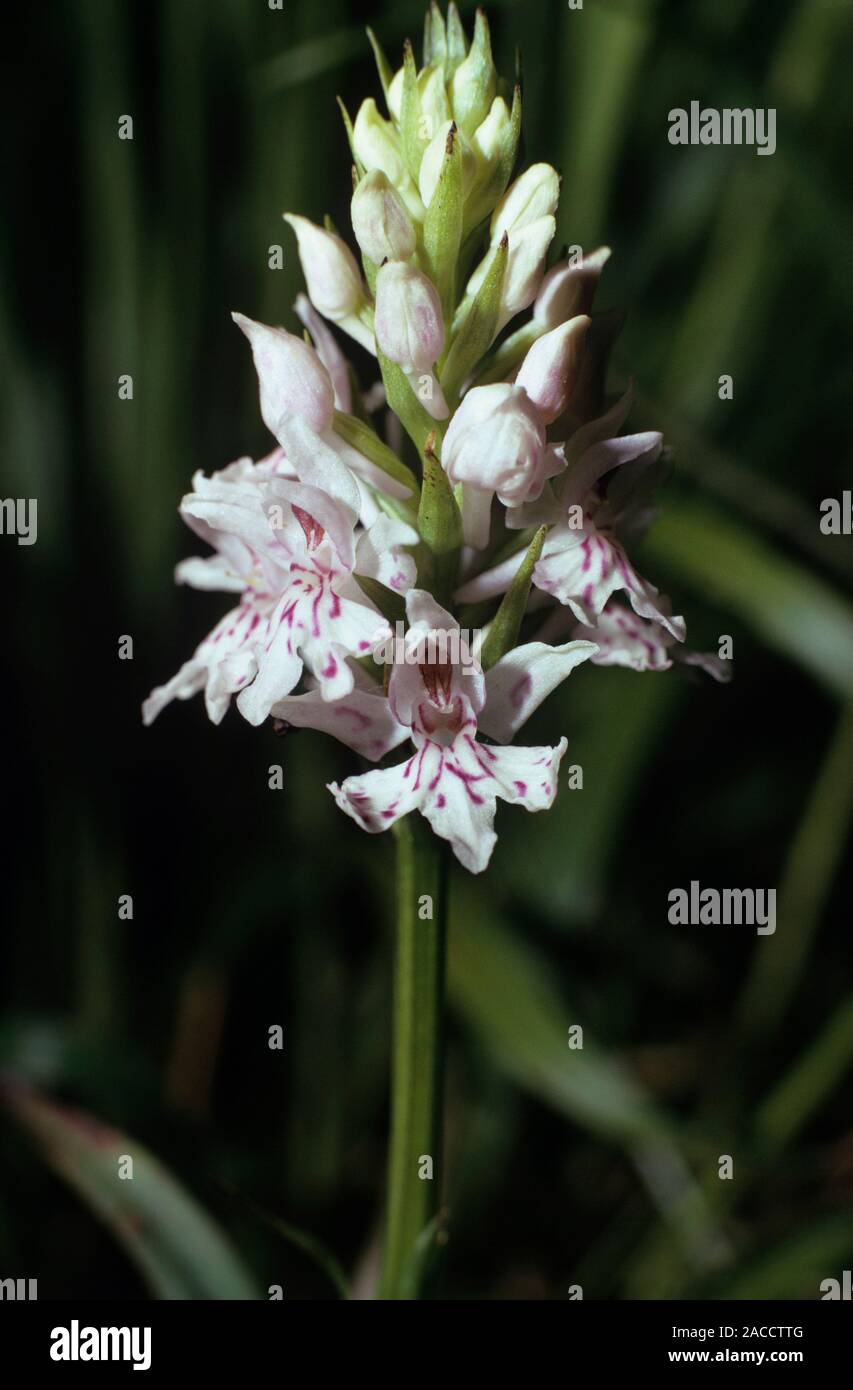 Common spotted orchid flowers (Dactylorhiza fuchsii). Only some of the ...