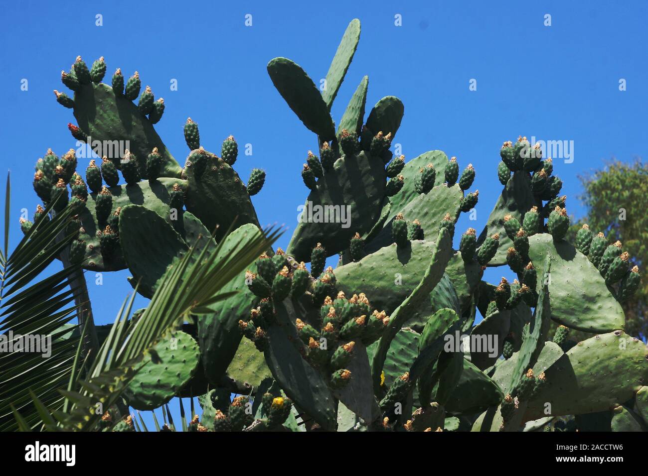 Tall cactus plants sonoran desert hi-res stock photography and images ...