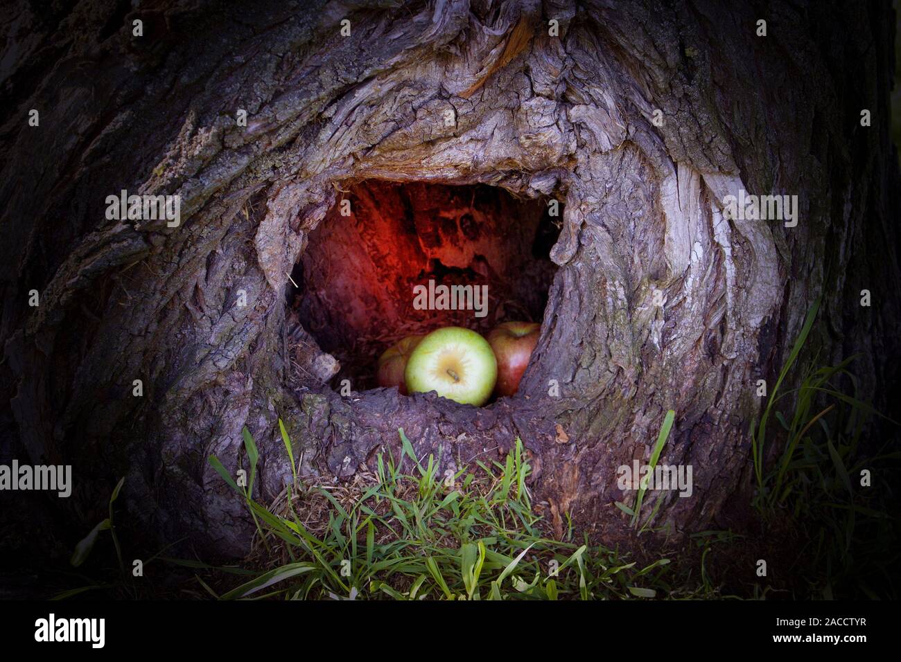 Three ripe apples lying in a dark hollow of a big tree trunk with ...