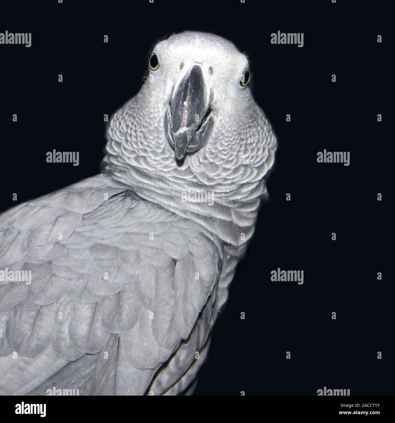 White tropical parrot hi-res stock photography and images - Alamy