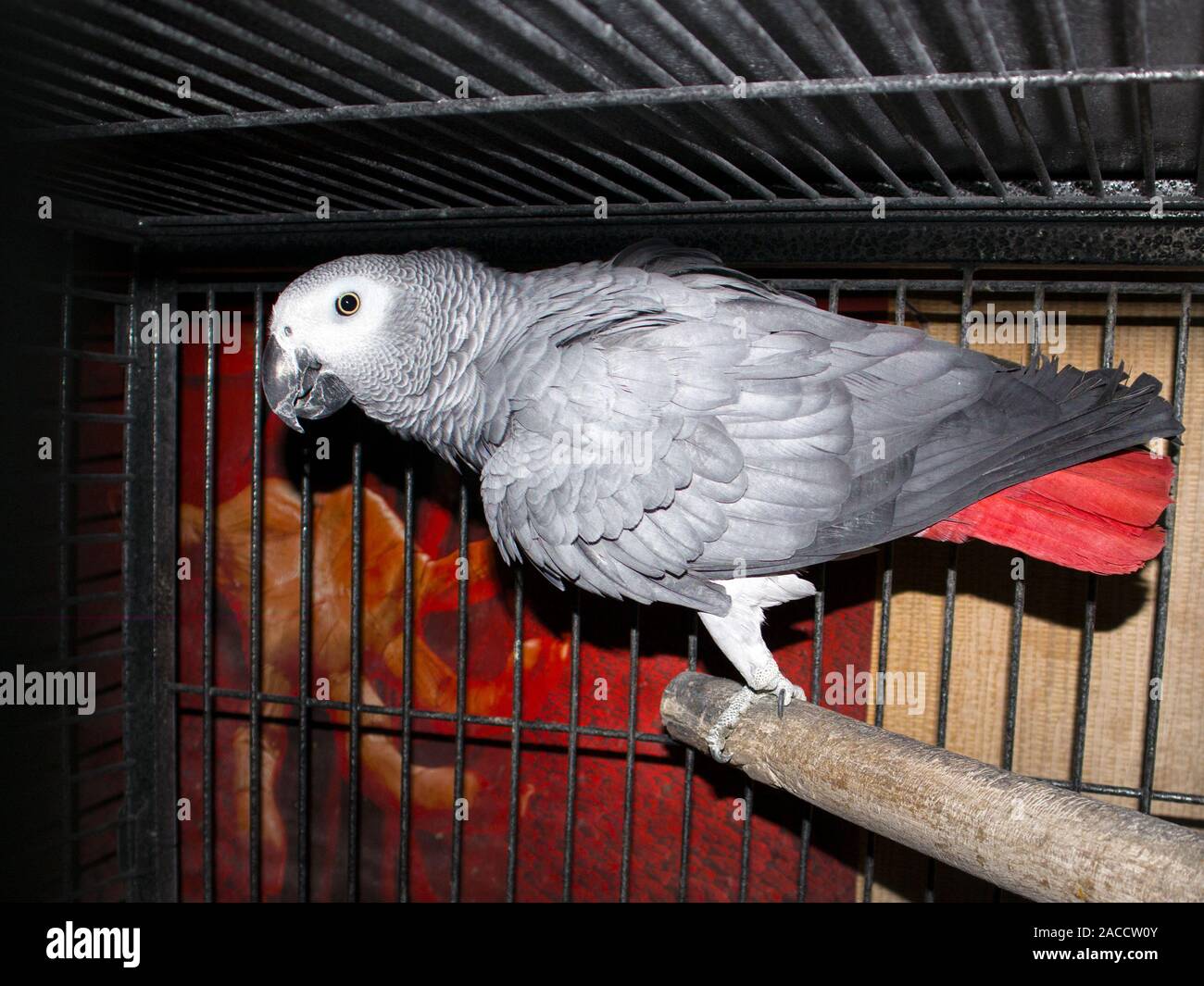 Beautiful african grey parrot Psittacus Erithacus with bright red tail ...