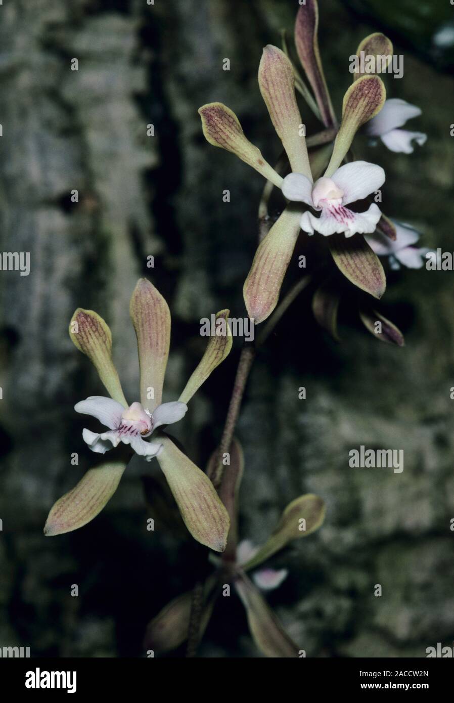 Orchid flowers (Encyclia belizensis). Each of the flowers has a ...