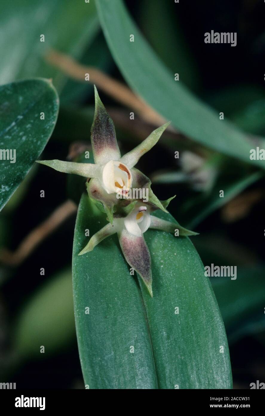 Orchid flowers (Encyclia pygmaea, also known as Hormidium pygmaeum ...
