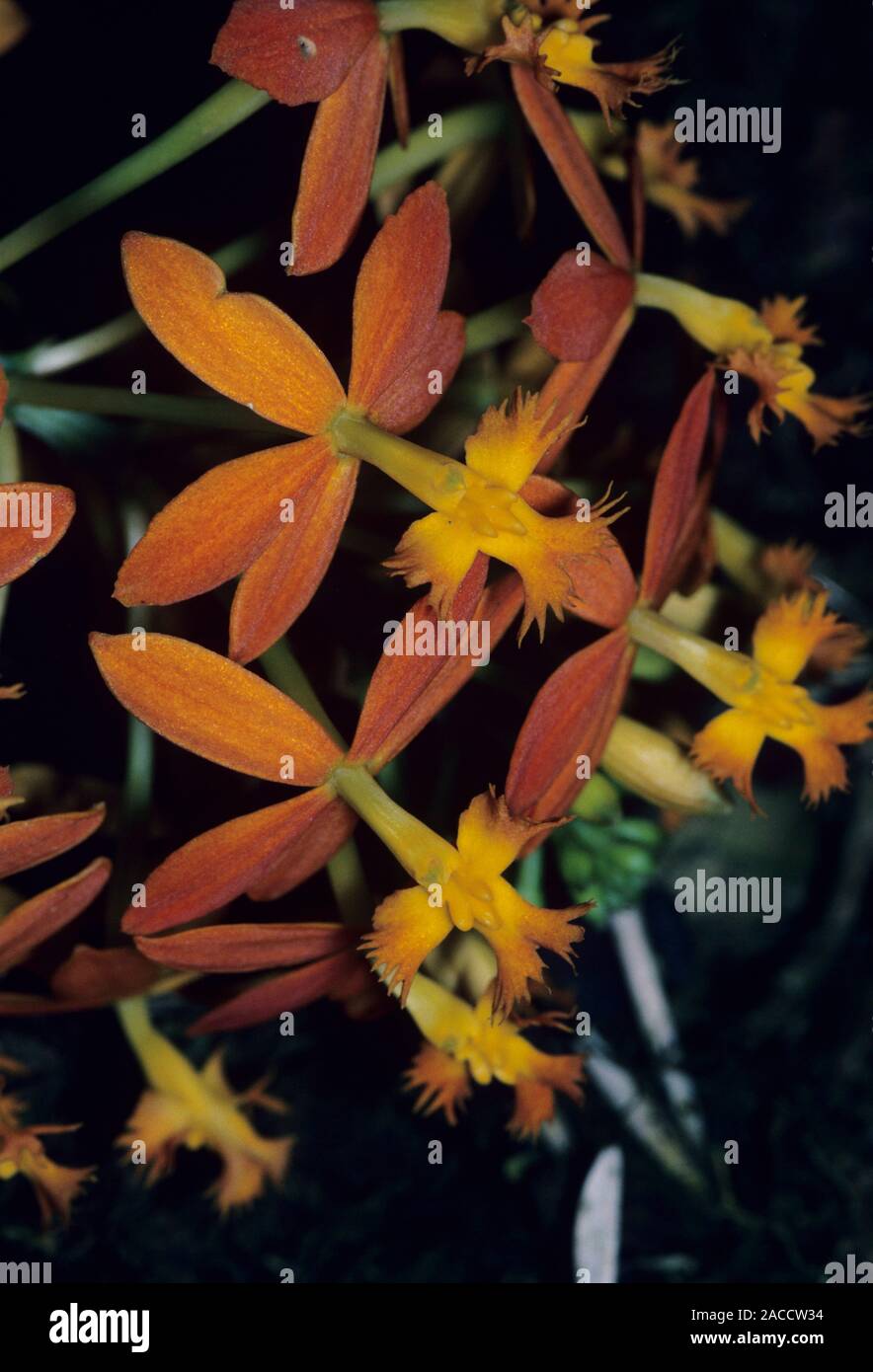 Orchid flowers (Epidendrum radicans). Each flower has a frilled, four ...