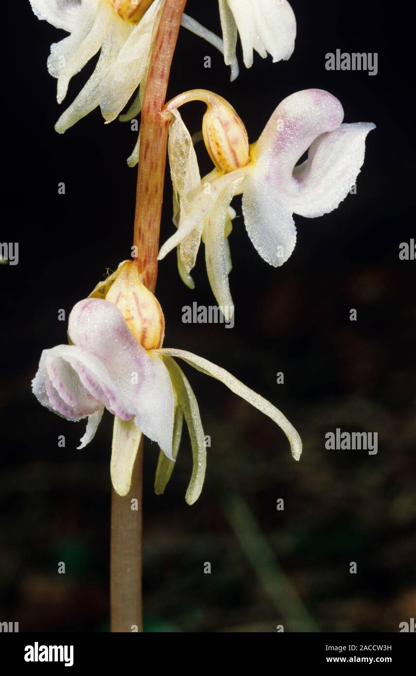 Orchid flowers (Epipogium aphyllum). The flowers of this orchid have a ...
