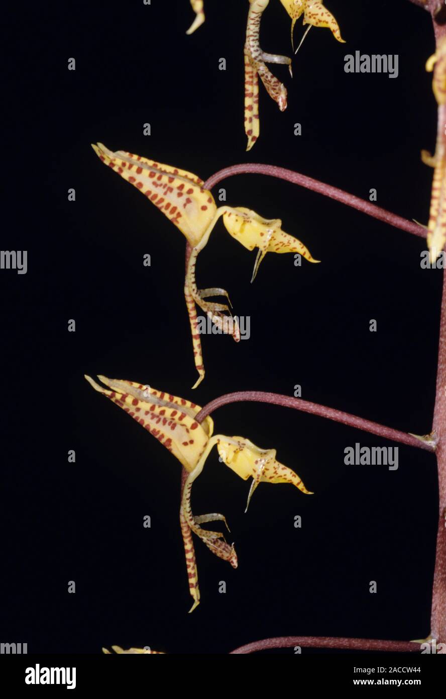 Orchid flowers (Gongora quinquenervis, also known as Gongora maculata ...