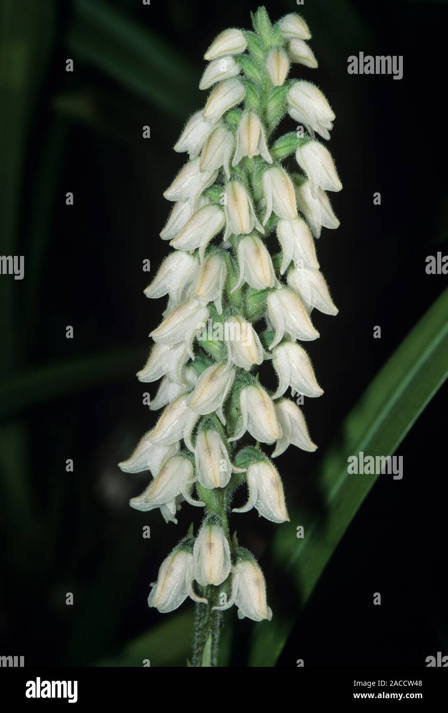 Orchid flowers (Goodyera macrophylla). Cluster of white flowers ...