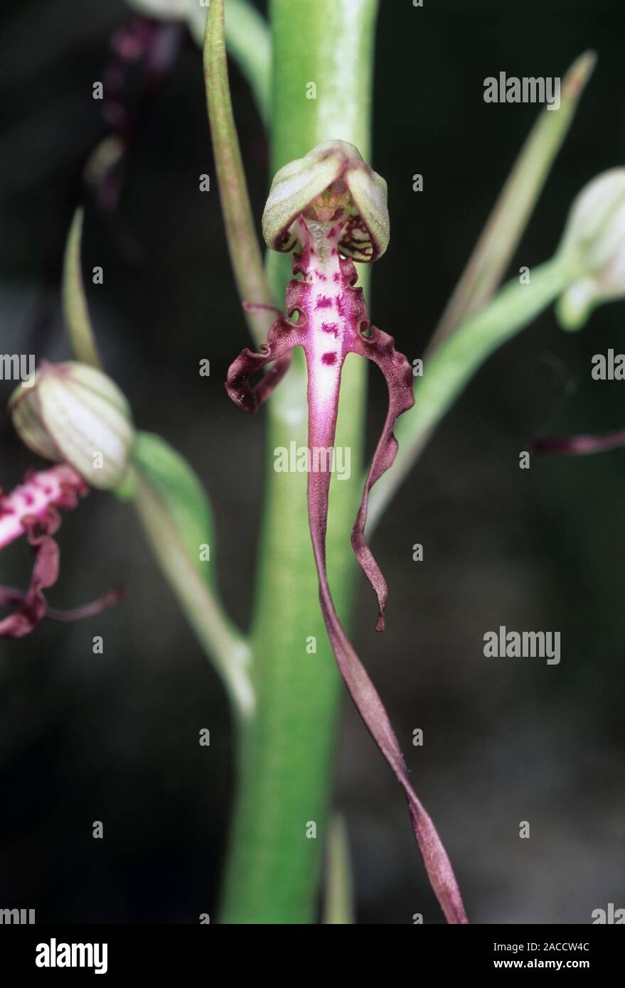 Orchid flower (Himantoglossum adriaticum). The pink/white structure is ...