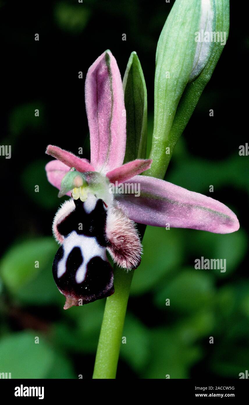 Reinhold's ophrys flower (Ophrys reinholdii leucotaenia) in April ...