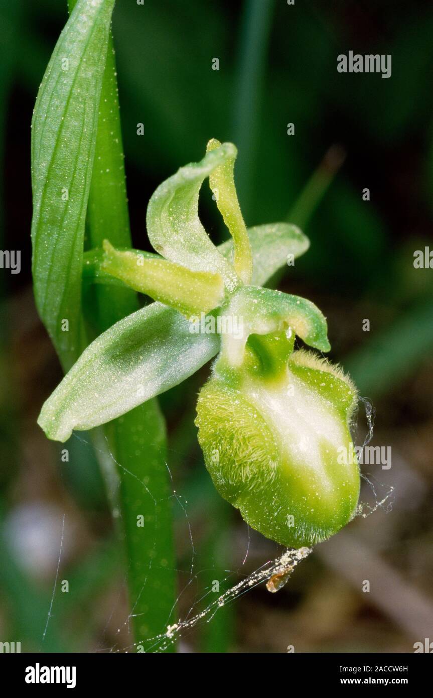 Early spider orchid flower (Ophrys sphegodes 'Flavum') in South Germany ...