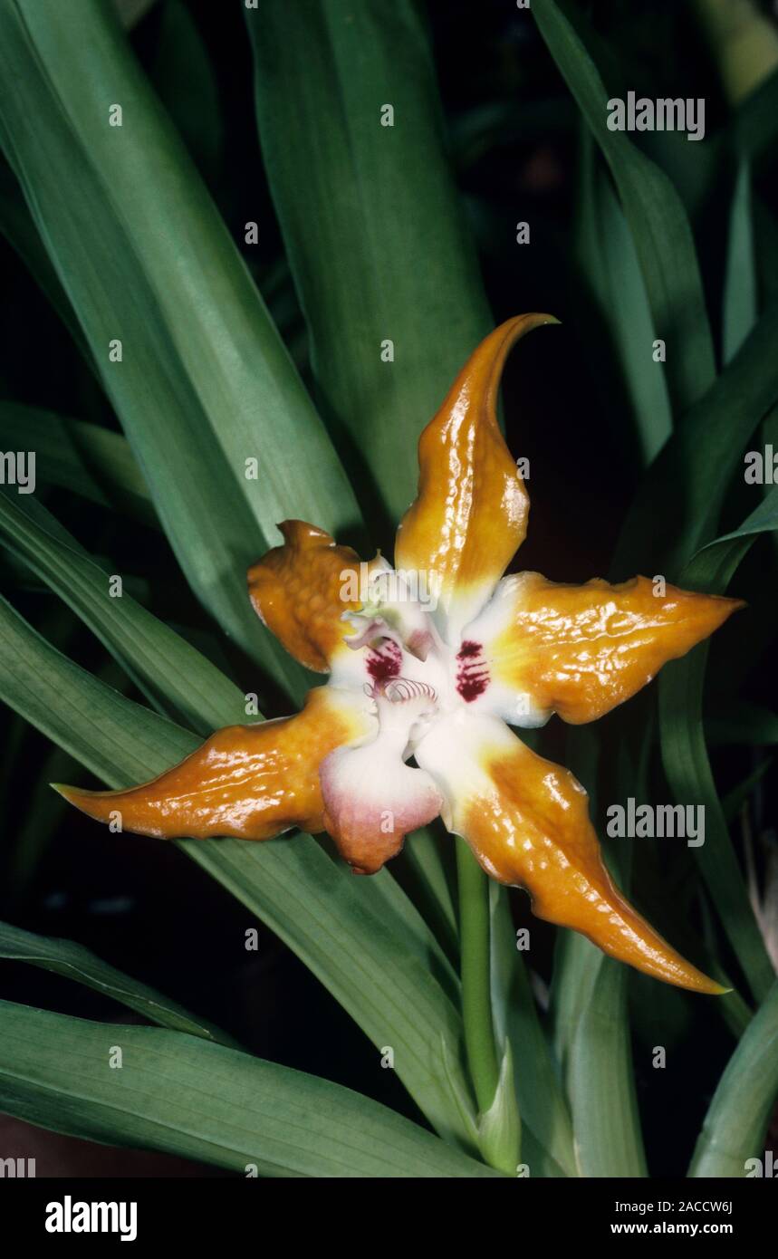 Orchid flower (Huntleya burtii). Orange petals and sepals surround the ...