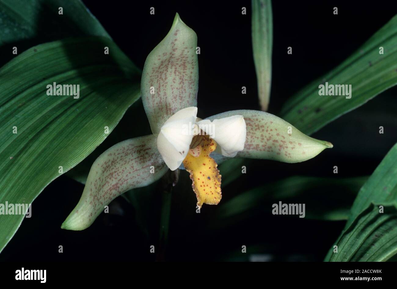 Orchid flower (Lycaste deppei). The flower has three large sepals ...
