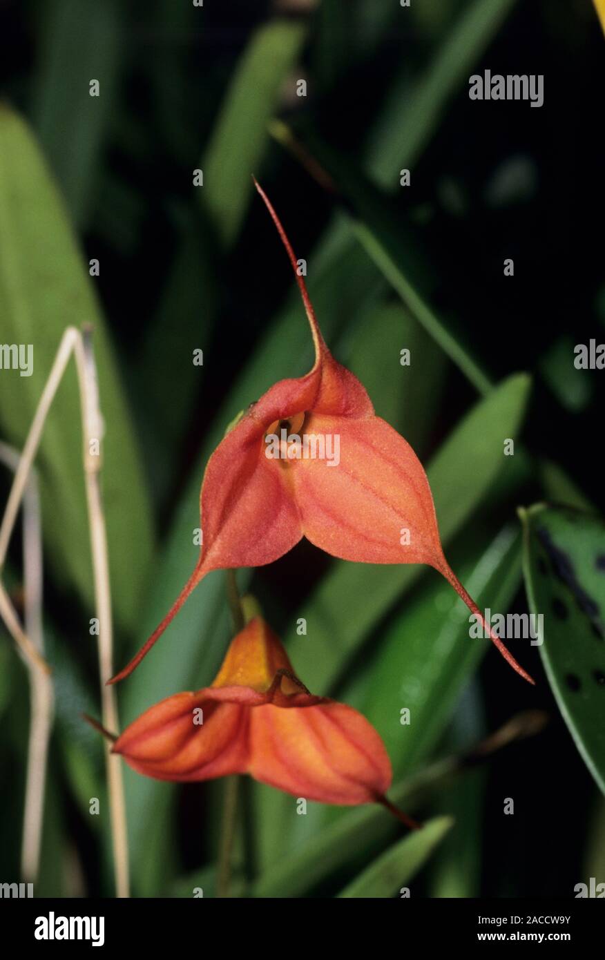 Hybrid orchid flowers (Masdevallia 'Doris'). This orchid is a cross ...