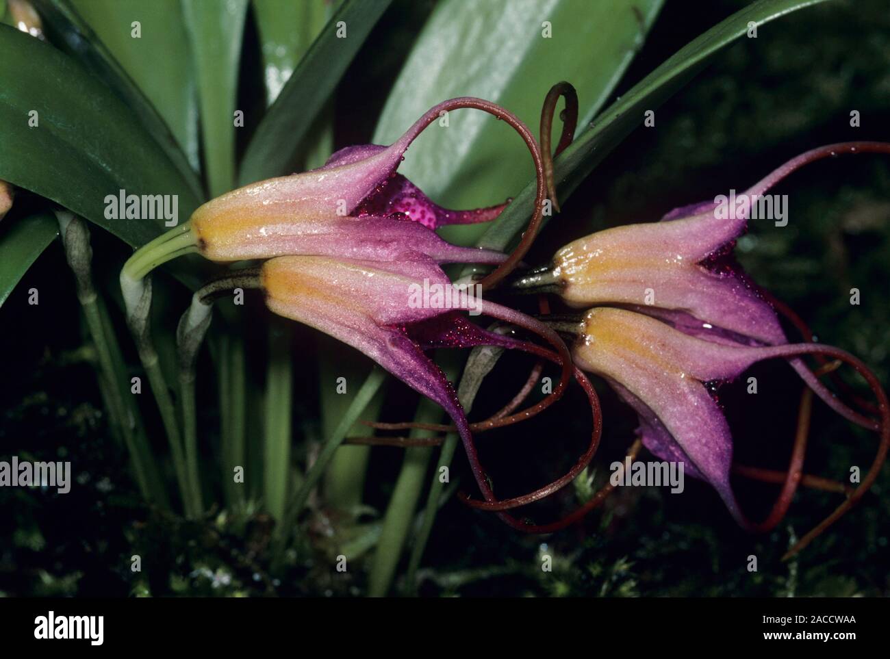 Orchid flowers (Masdevallia glandulosa), seen from the side. Each ...