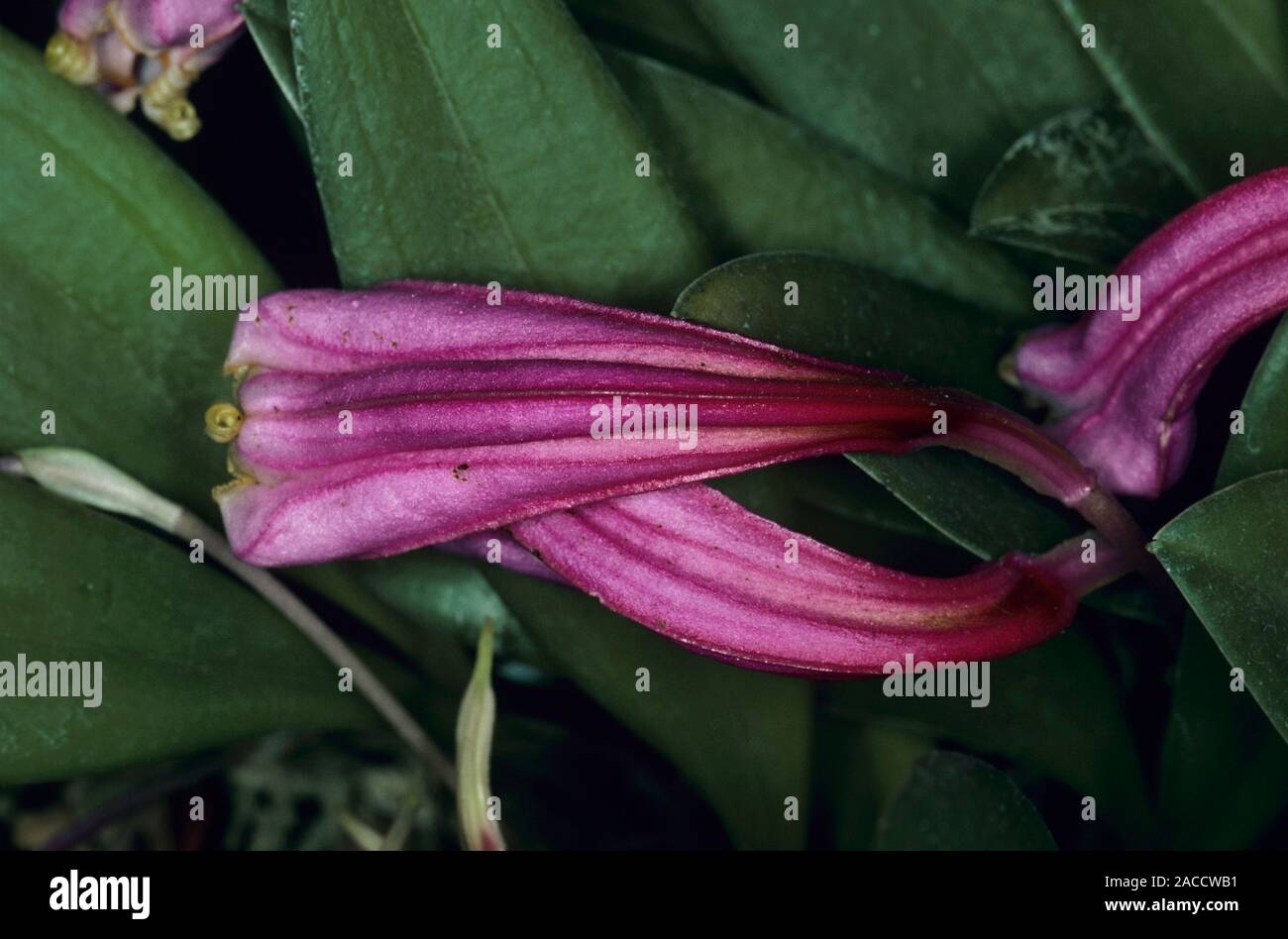 Orchid flowers (Masdevallia notosibirica), seen from the side. The tube ...