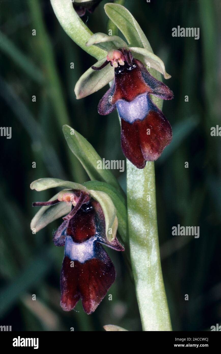 Fly orchid flowers (Ophrys insectifera). This orchid is named for the ...