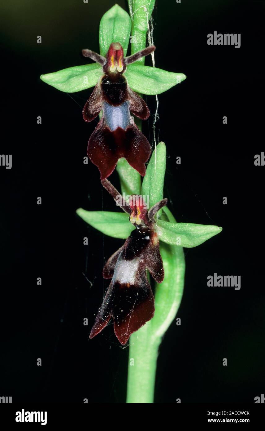 Fly orchid flowers (Ophrys insectifera). This orchid is named for the ...