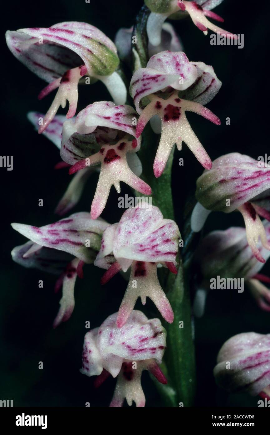 Orchid flowers (Orchis galilea). The large petal (forked) on each ...
