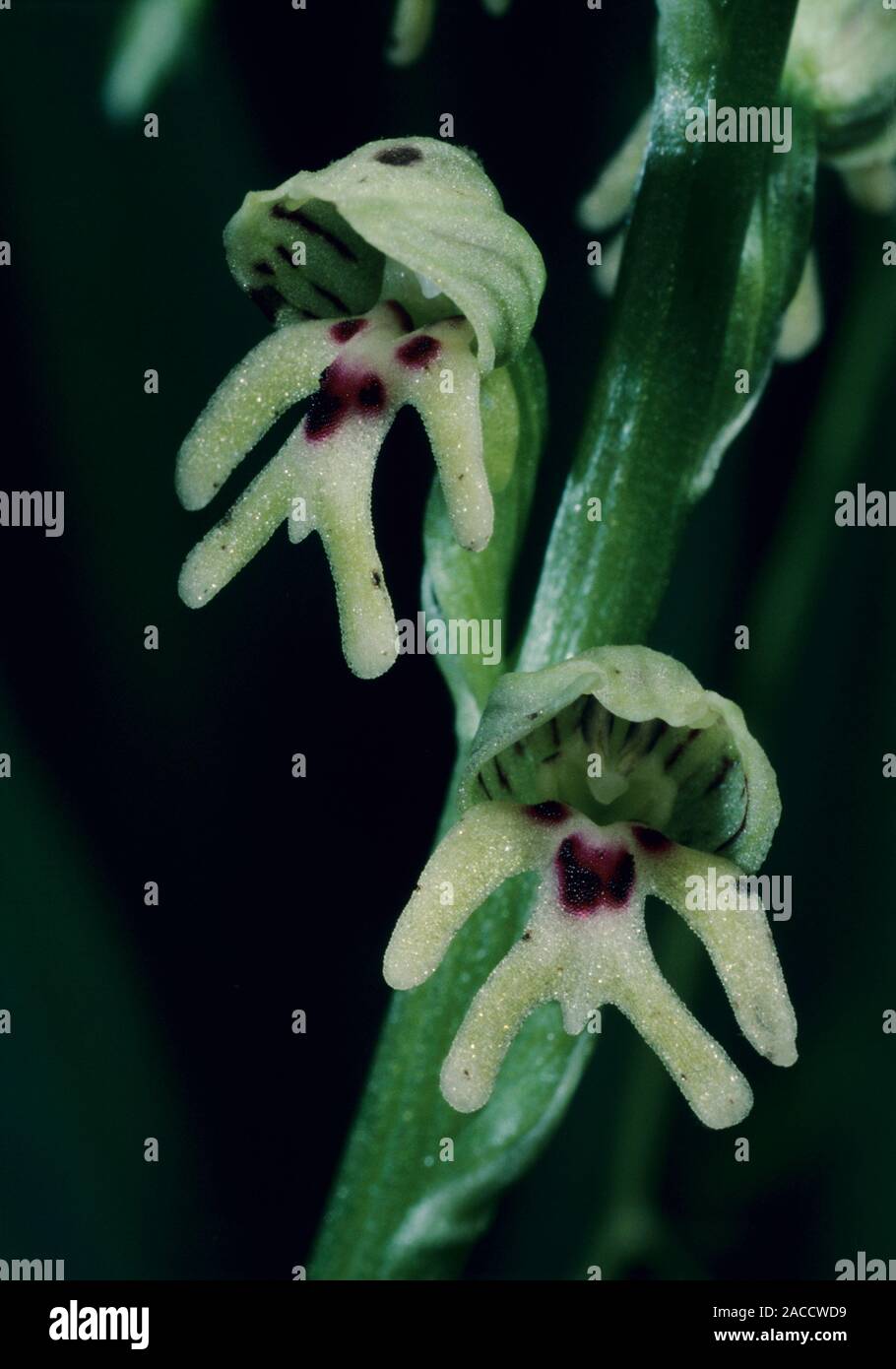 Orchid flowers (Orchis galilea). The large petal (with four lobes) on ...