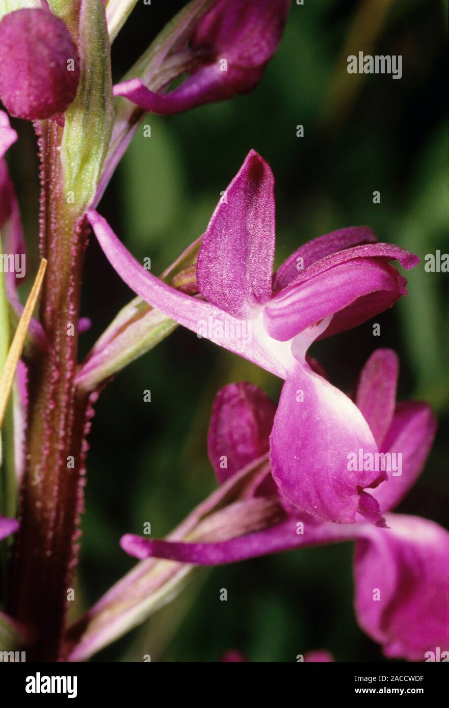 Orchid flowers (Orchis laxiflora). One of the petals (white and pink ...