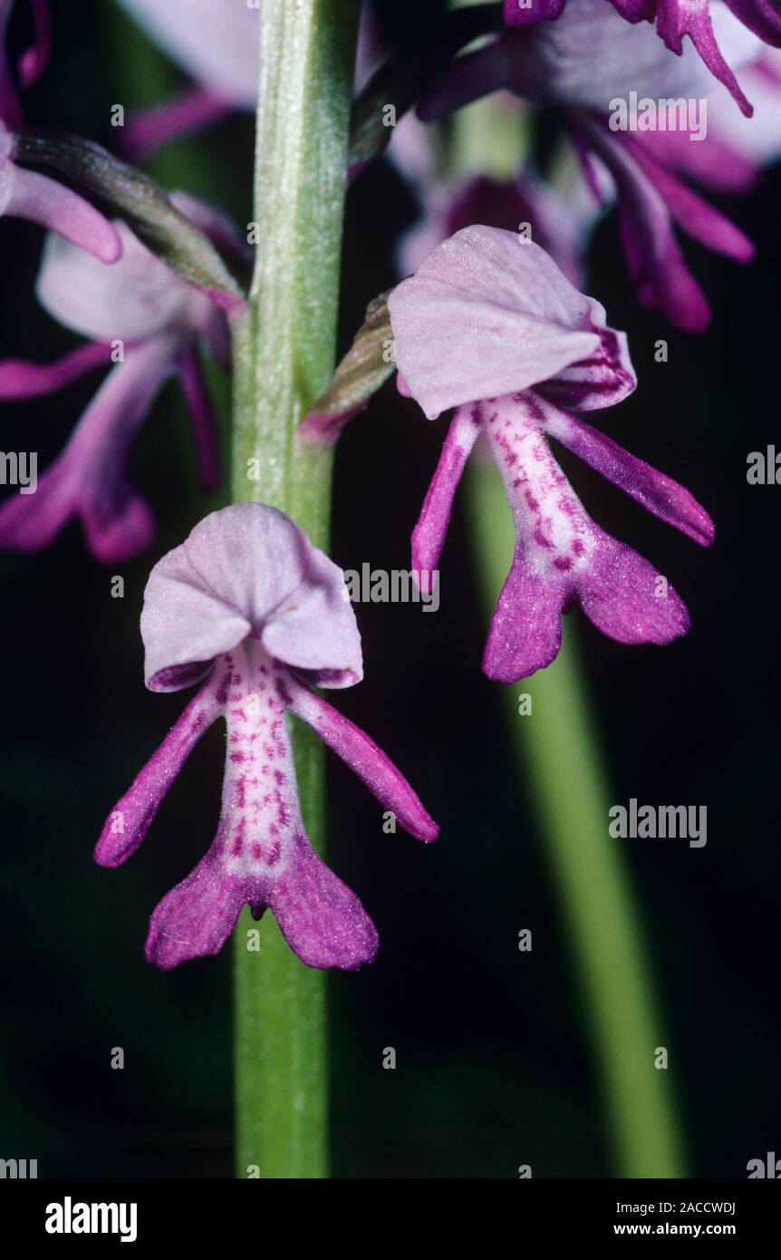 Military orchid flowers (Orchis militaris). One of the petals (white ...
