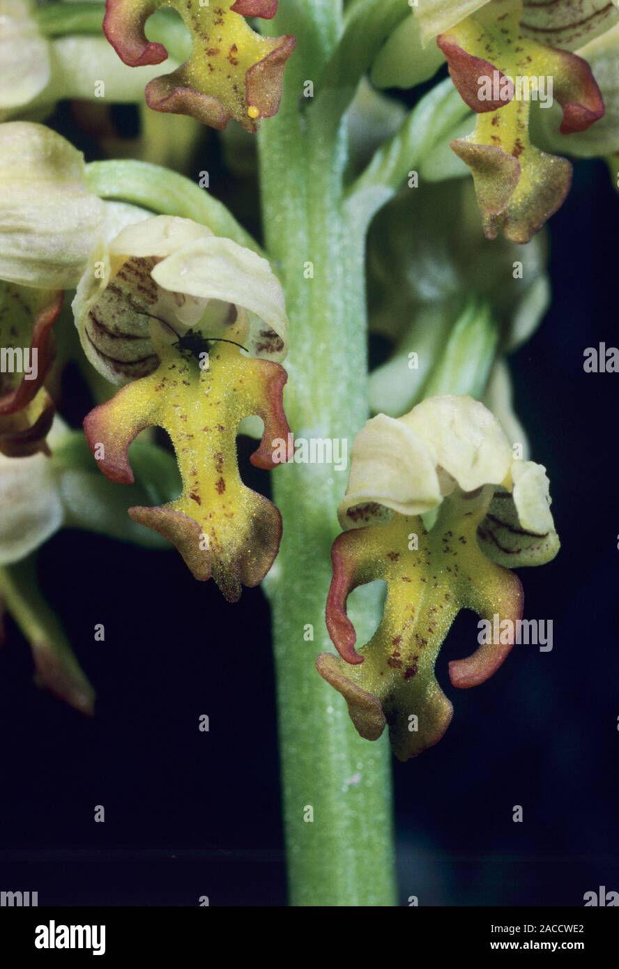 Orchid flowers (Orchis punctulata). Each of the flowers has an ...