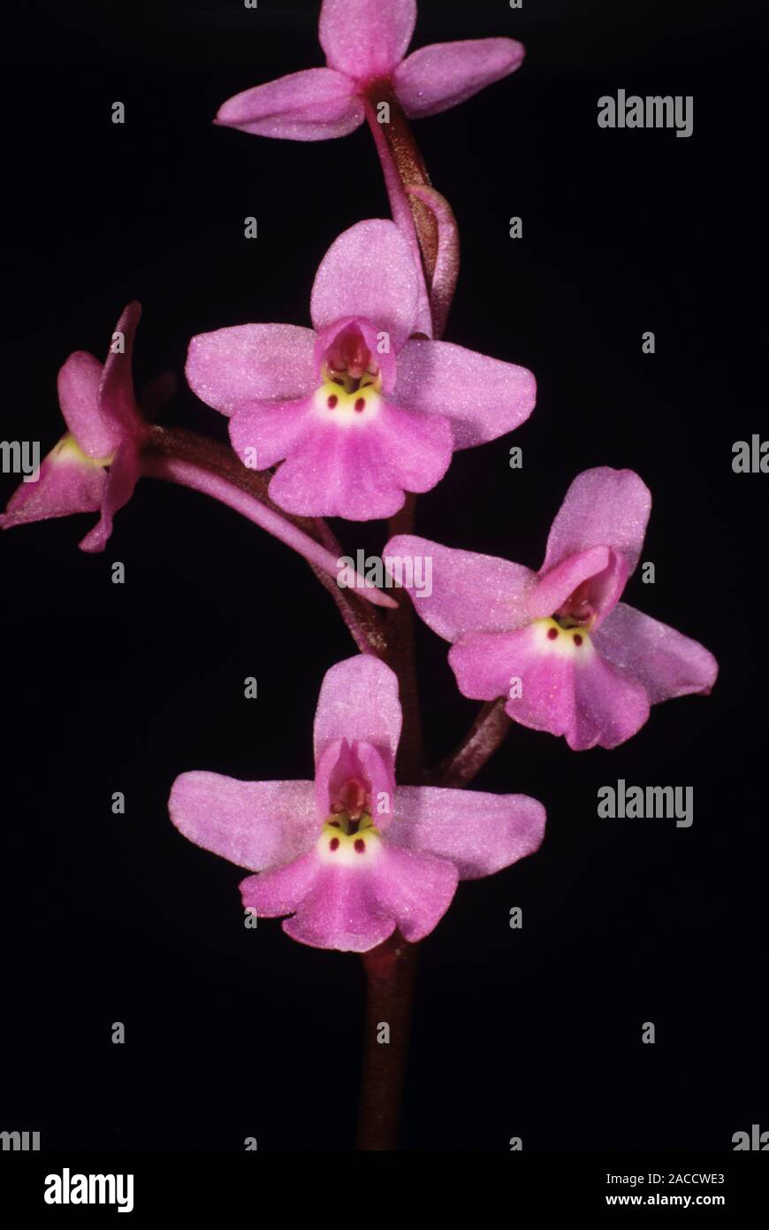 Four-spot orchid flowers (Orchis quadripunctata). Each flower consists ...