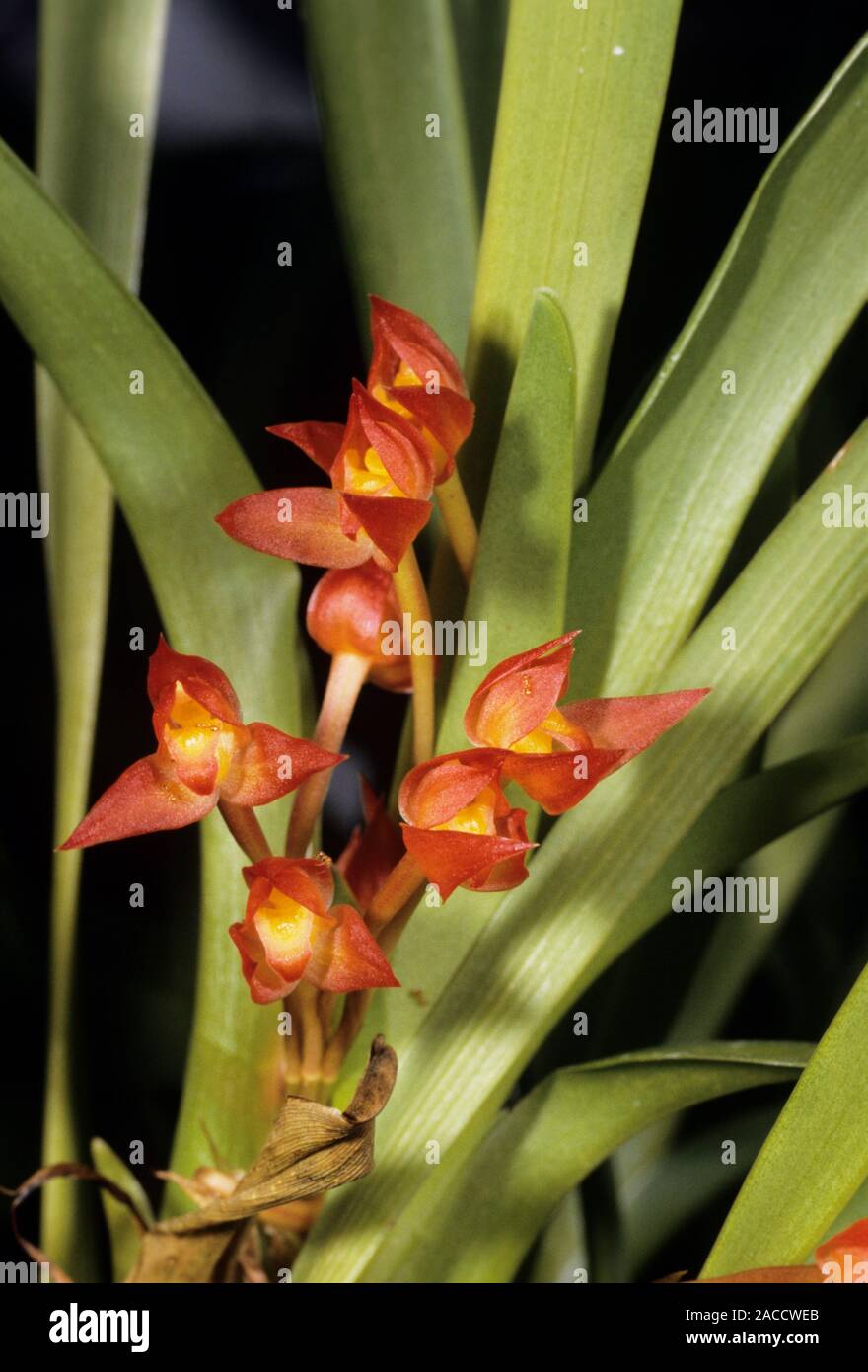 Orchid flowers (Maxillaria coccinea, also known as Ornithidium ...