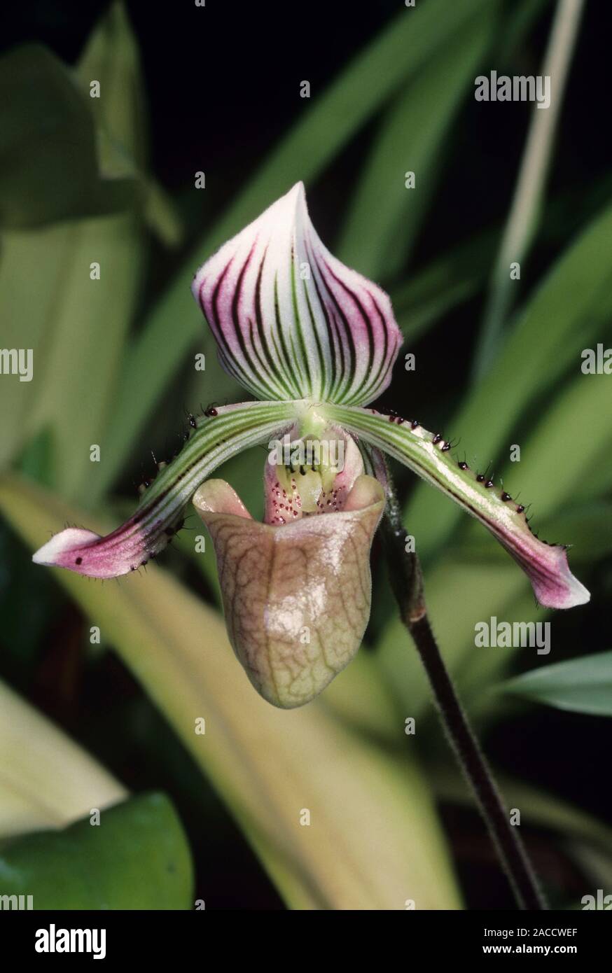 Orchid flower (Paphiopedilum callosum). The Paphiopedilum orchids are ...
