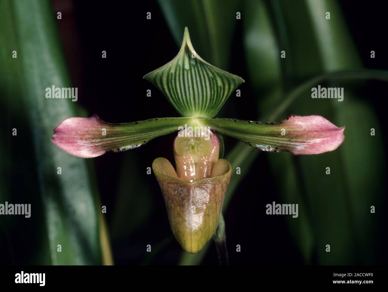 Orchid flower (Paphiopedilum javanicum). The Paphiopedilum orchids are also called the Venus ...
